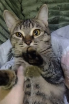 Котёнок мальчик в хорошие ручки