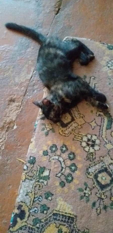 Кот,та о дам бесплатно
