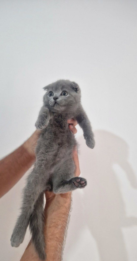 Мушук  зотли Скотиш-фолд