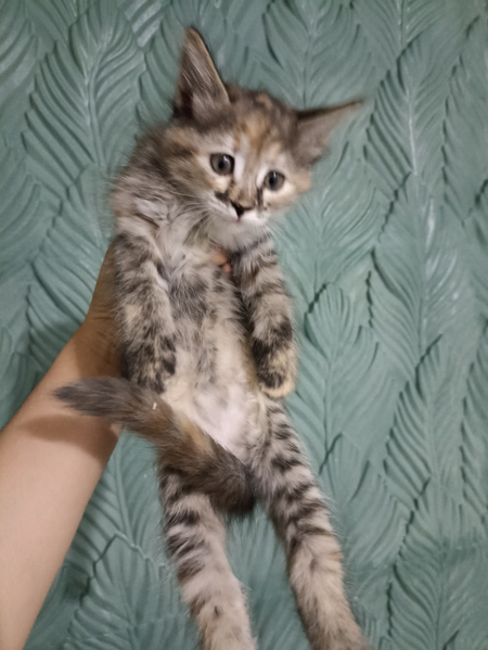 Котенок 1,5 месяц