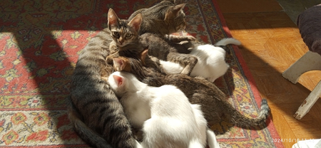 Продаются котята