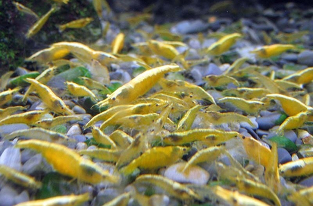 Аквариумные креветки (neocaridina)