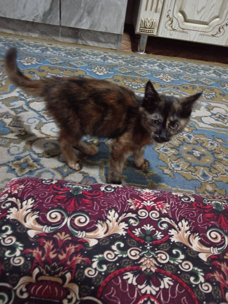 Котята. Бесплатно