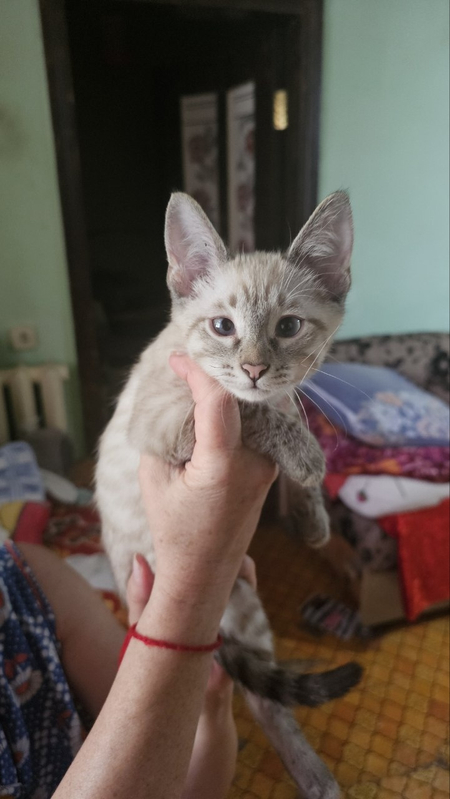 Отдам котенка в добрые руки