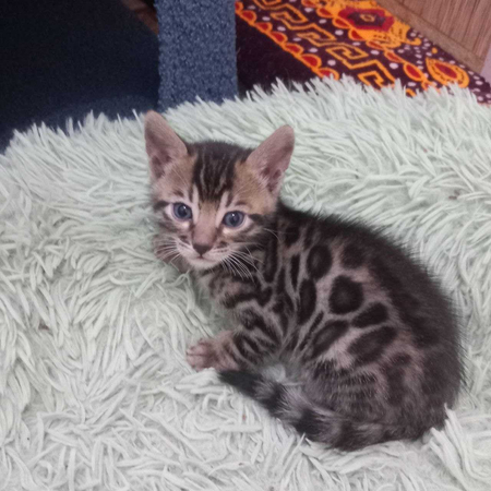 Чистокровные бенгальские котята