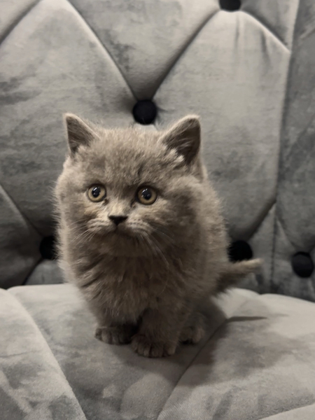 Скотиш страйт