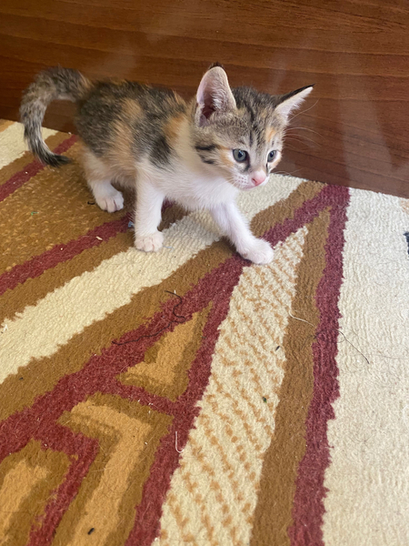 Котята домашние 4штук