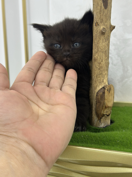 Шотландские вислоухие котята