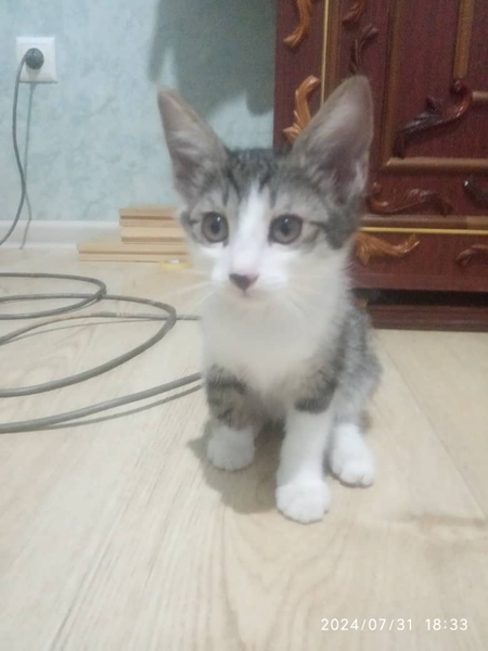 Пристраиваю котят в добрые руки.