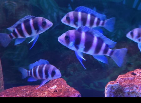 Продам мальков Cyphotilapia Frontoza Nort blue.
