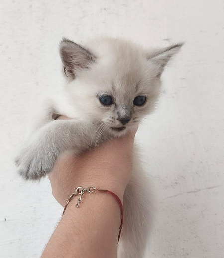 Котёнки 1 месяцев Шотландская вислоухая и Сиамская