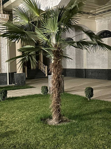 gazon ekish xizmati Samarqand
