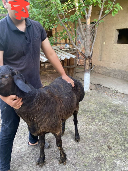 Qoch-qor 45-50 kg
