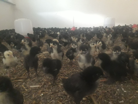 Qora tovuq jo'jalari sotiladi