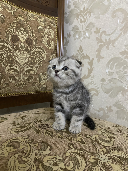 котенки скоттиш фолд и скоттиш стрейт