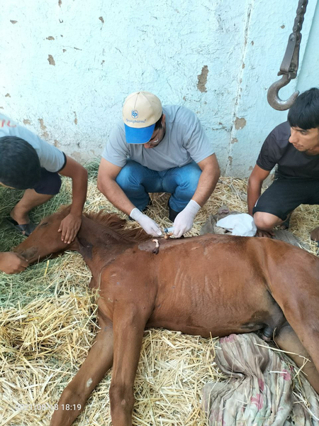 Malakali veterinar xizmati (UZI) ultratovush tekshiruvlari xam mavjud.