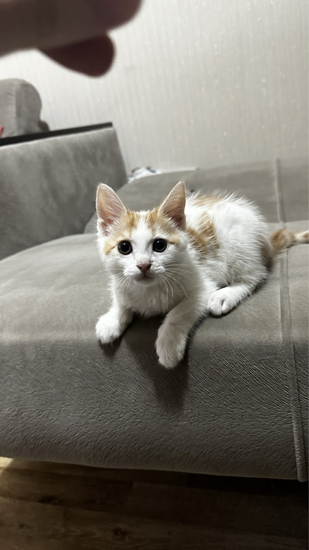 Chiroyli va aqlli mushukcha arzon narxda berib yuboriladi. Hamma narsa