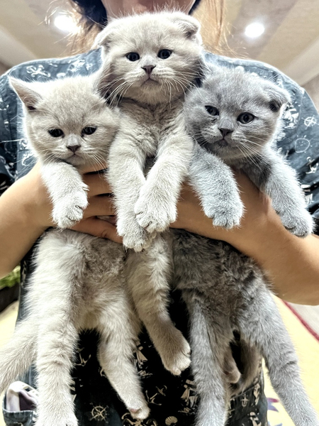 Котята чистокровные,