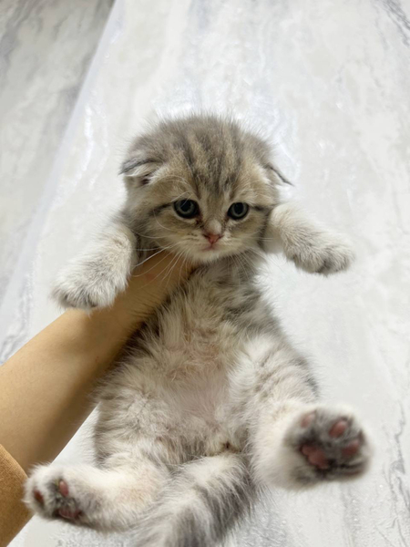 Продаётся котята