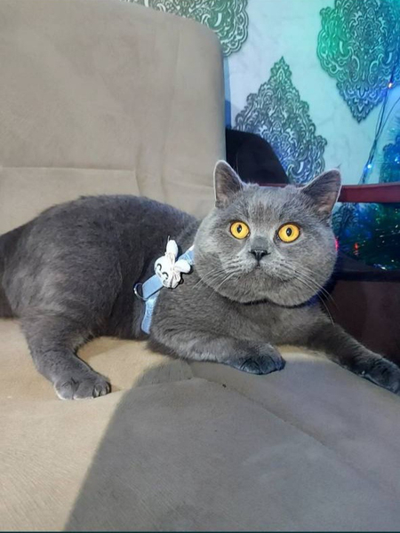 Продается котенок скоттиш фолд