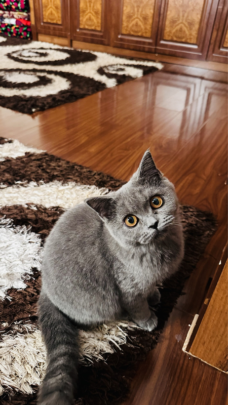 Scottish fold mushuk