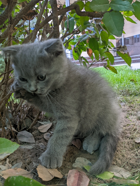 Ласковые котята ждут своих хозяев