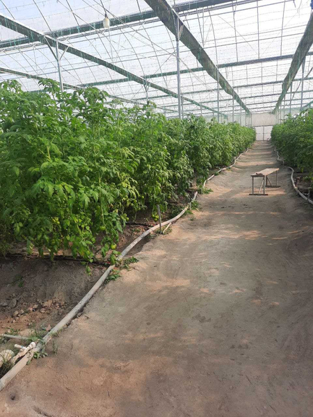 Иссикхона сотилади, корейский