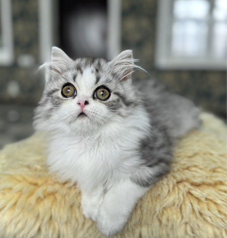 Шотландские котята, мальчики
