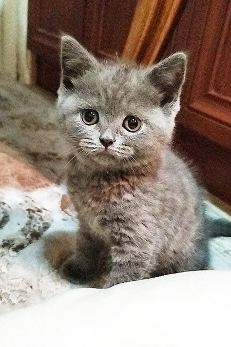 Чистокровные британский страйт