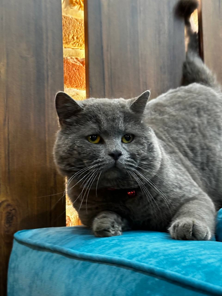 Шикарный кот черри