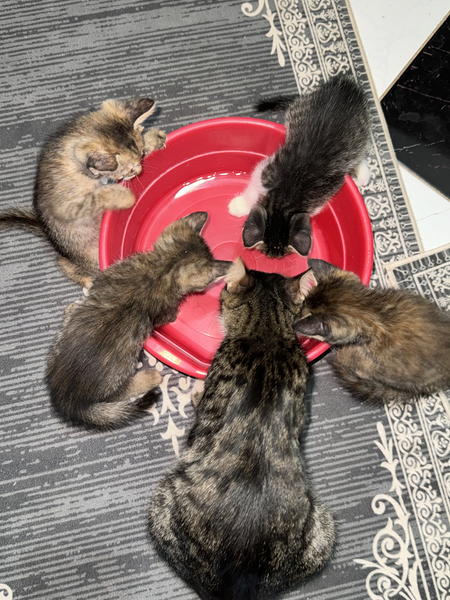 Котята . Отдам в хорошие руки