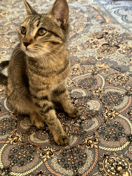 Отдам котенка бесплатно в хорошые руки!