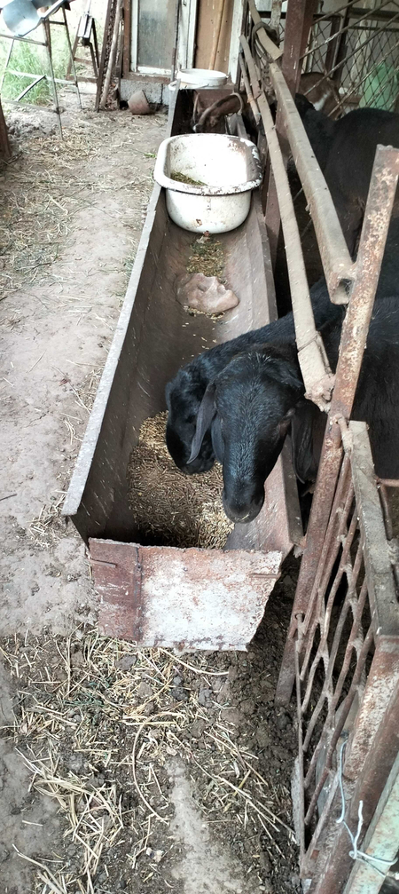 Quchqorlar Кучкорлар