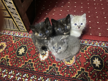 Mushuk bolalari 2 oylik 3 ta. 1-Qora 1-Seriy/Котята 2-ух месячные