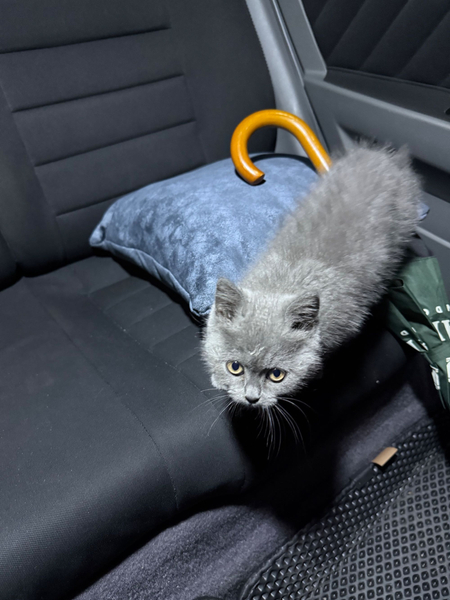 Кошка Скоттиш Страйт