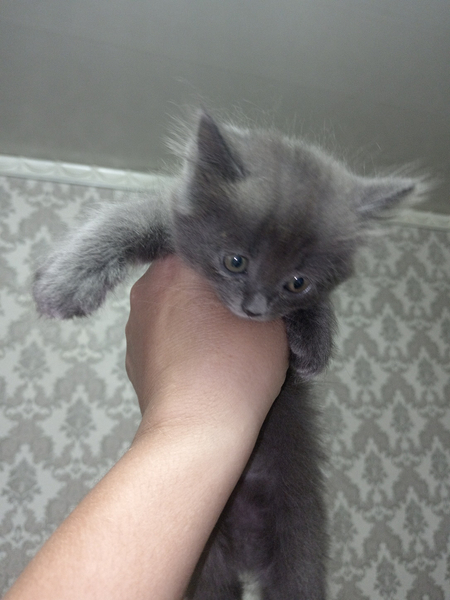 Продаю породистых котяи