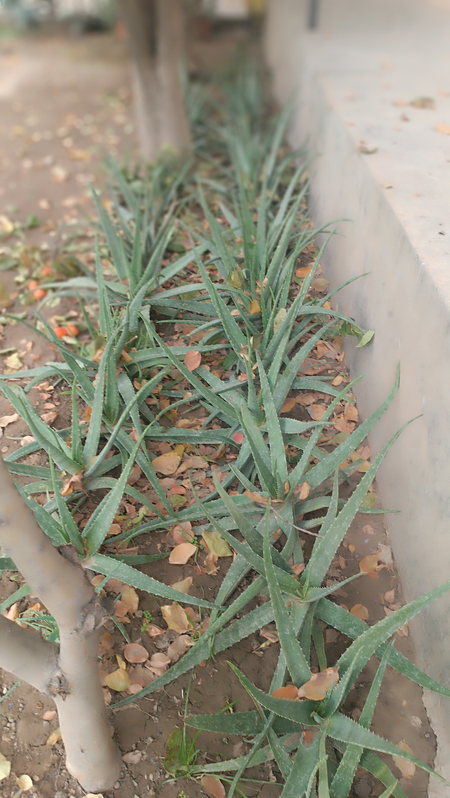Aloe vera ,aloy lichebniy