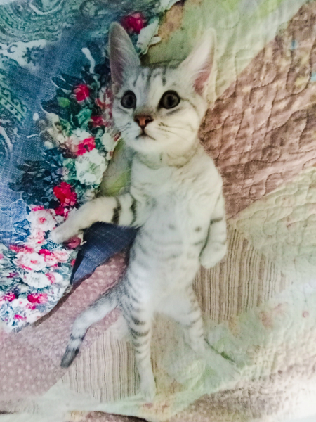 Mushukka mehrli qoʻllar kerak