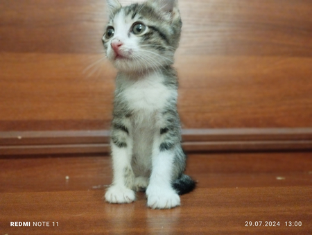 Отдам мальчика котёнка
