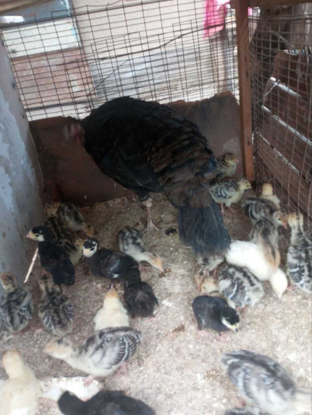 Kurkajo'jalar, onasi bilan