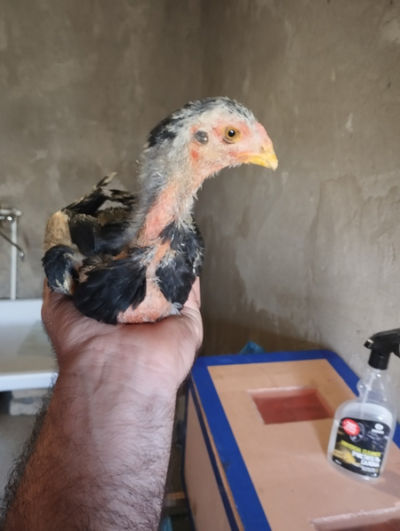 Dakan kares turk xoroz makyon jujalari bor