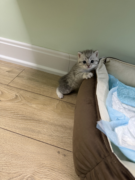 Милые котята