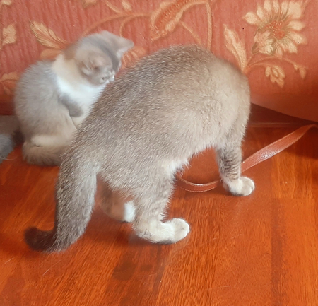 Котёнок не дорого скоттиш фолд в хорошие руки