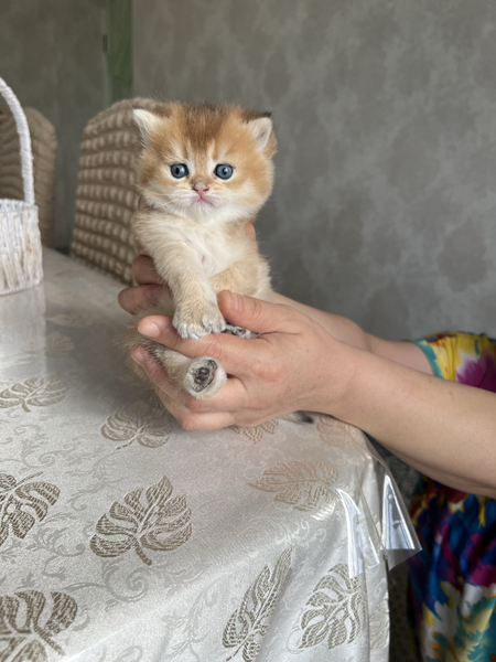Золотая шиншила