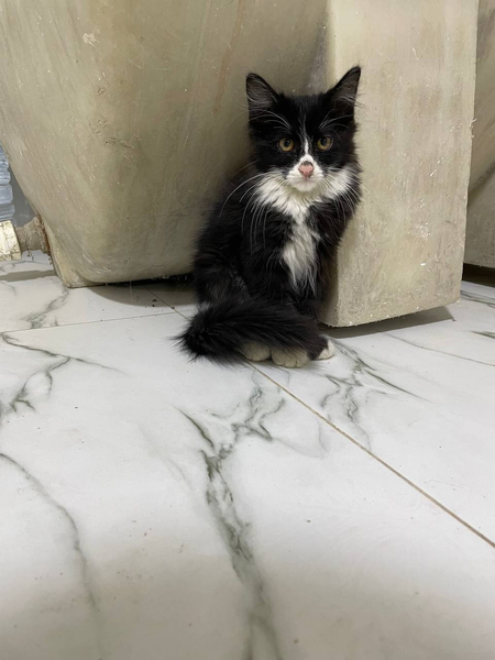 Котёнки в добрые руки