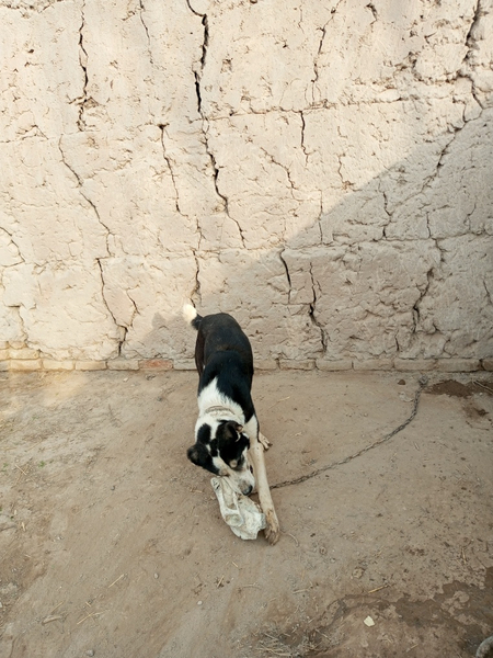 oloboy zottor it sotiladi