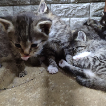 Продаются котята скотч страйк