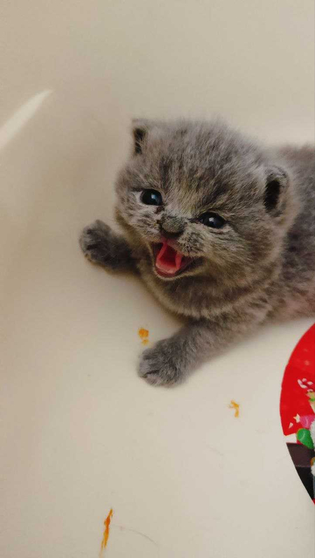 Scottish Fold кошка продается