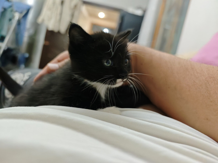 Котята. 3 шт. 1 месяц