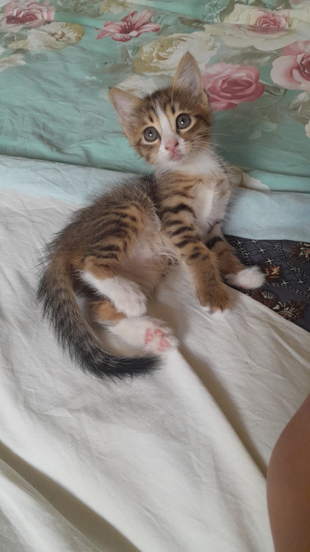 Котята девочки 2 месяца